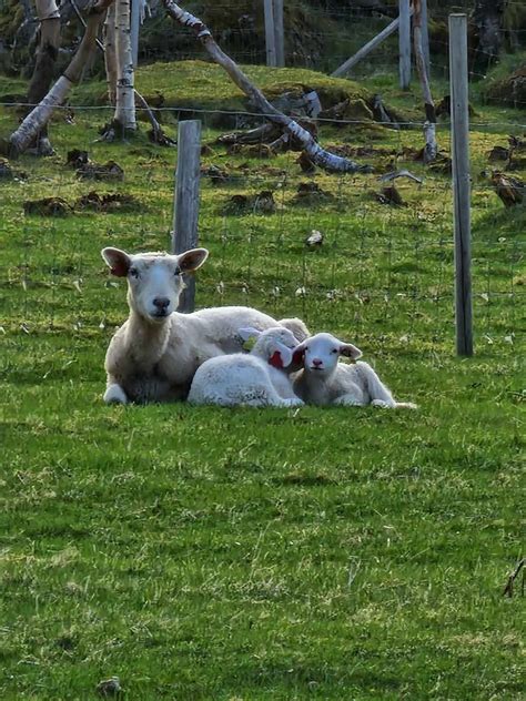 Norweskie Owieczki Puzzle Online