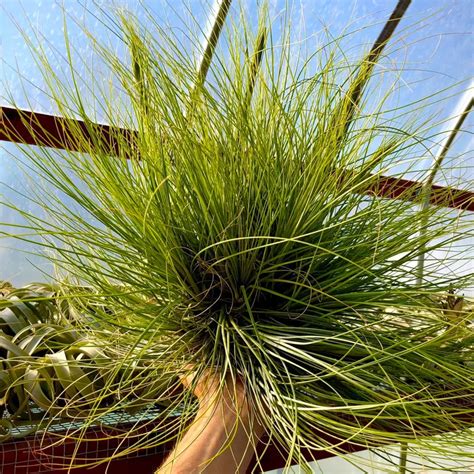 Plant Faqs Tillandsia Juncea