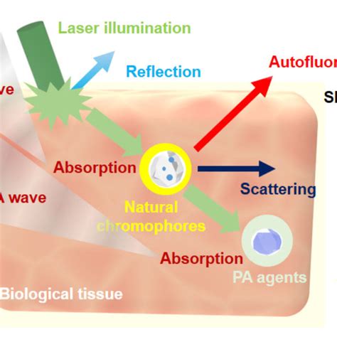 Conceptual Depiction Of General Interactions Between Light And Tissue