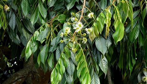 Inga Edulis Está No Arquiflora