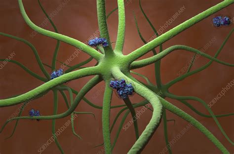 Botulinum Toxin And Nerve Cells Illustration Stock Image F0438812 Science Photo Library