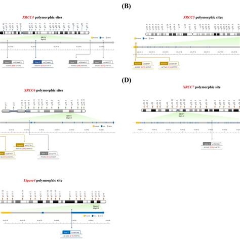 maps of the investigated polymorphic sites in nhej genes a xrcc4