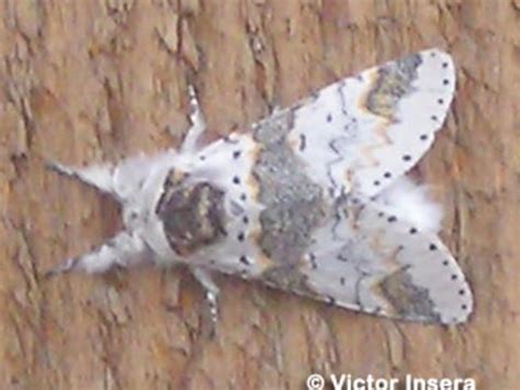 Zigzag Furcula Moth Species Profile