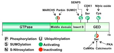 Schematic Of Drp1 Domain Structure And Posttranslational Modifications