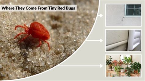 Tiny Red Bugs In House Identification Causes And Removal Tips