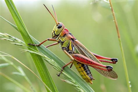 Grasshopper Close Up Stock Illustration Illustration Of Hunters 357738543 Grasshopper Close Up Stock Illustration Illustration Of Hunters 357738543