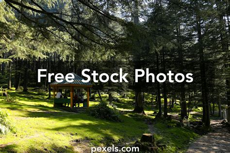 Pathway Through Trees Sunshine Photos Download The Best Free Pathway