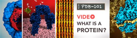 Pdb 101 New Video Answers What Is A Protein