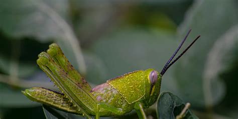 Spiritual Meaning Of Grasshopper A Symbol Of Transformation And