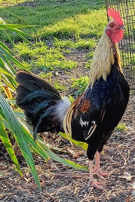 Miniature Bates Grey X Hatch X Cuban Toppy Stag Backyard Chicken Coop