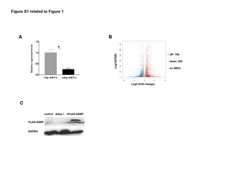 Adnp Controls Gene Expression Through Local Chromatin Architecture By