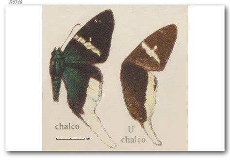 Telegonus Chalco Illustrations