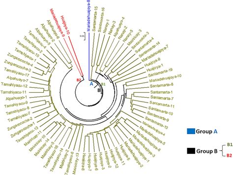 UPGMA Based Clustering Of 69 Peruvian Rosewood Accessions Based On Download Scientific Diagram