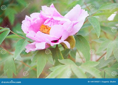 Beautiful Flower Pi Meson In A Park Stock Image Image Of Garden Aroma 149739507