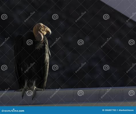 California Condor In Flight Near Navajo Bridge In Arizona Stock Image