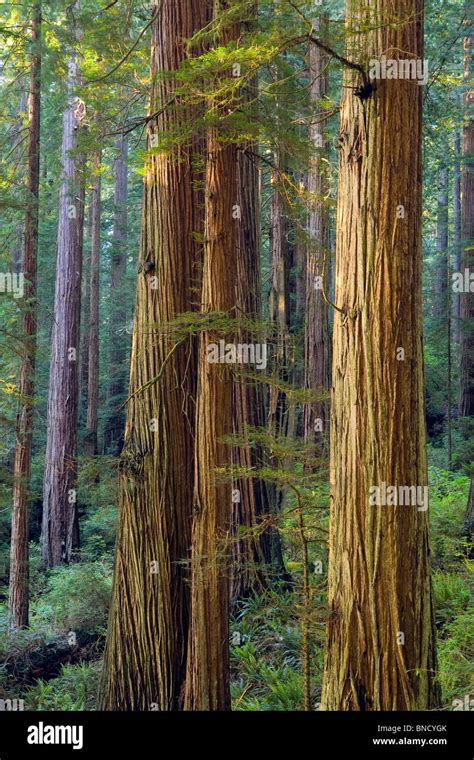 California Redwood National Park Redwoods Redwood Forest Sequoia