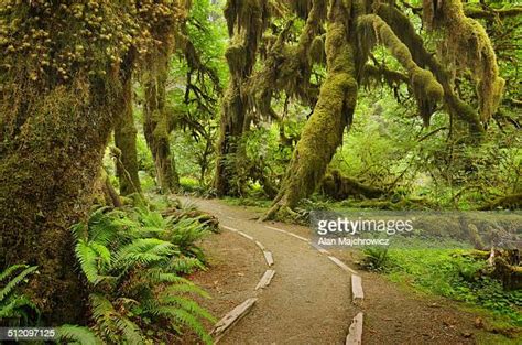 Bosque Lluvioso Del Hoh Fotografías E Imágenes De Stock Getty Images