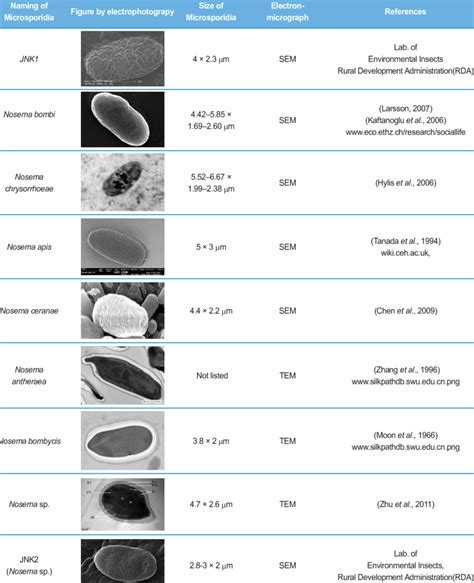 Scanning Electron Micrographs Sems And Transmission Electron
