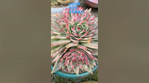 너무 멋진너~~ 가람뜰다육에 있습니다 금다육 다육식물 다육사랑 다육금 가성비좋은 쇼핑즐기세요 Youtube