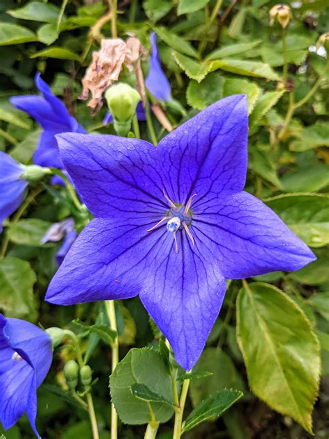 July Blooms In The Flower Garden The Martha Stewart Blog