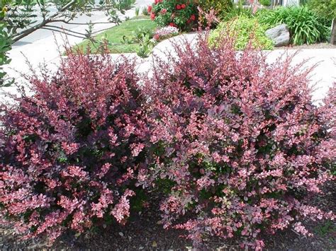 When To Prune Rose Glow Barberry At Jennifer Dermody Blog