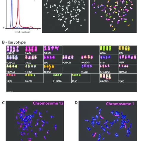 Pdf Karyotyping Human And Mouse Cells Using Probes From Single Sorted