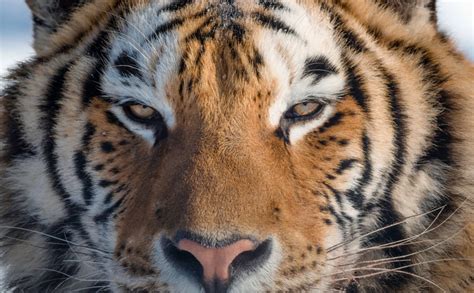 Tīģeris Izbēg No Saimnieka Mājām Un Staigā Pa Pilsētu