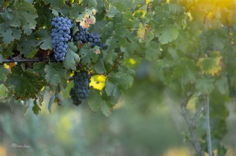 ‎שולי זיו שולי זיו להתפרנס מיצירה תיאטרון ואמנות