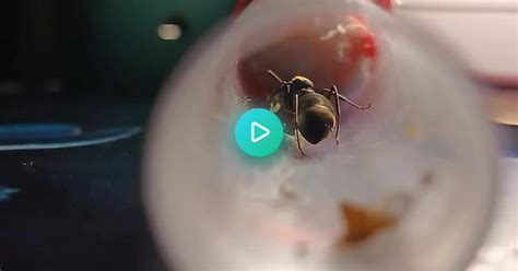 Camponotus Parius New Ants To Our Collection Album On Imgur