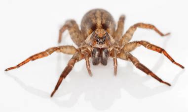 Rabid Wolf Spider Facts Behavior Identification And Control Pestclue