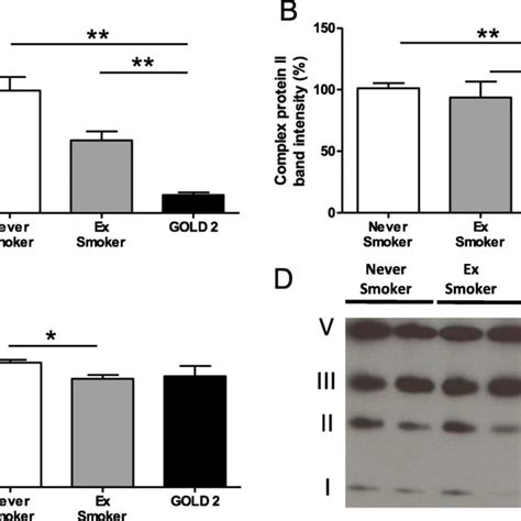 Etc Complex Protein Expression Levels In Quadriceps Muscle A