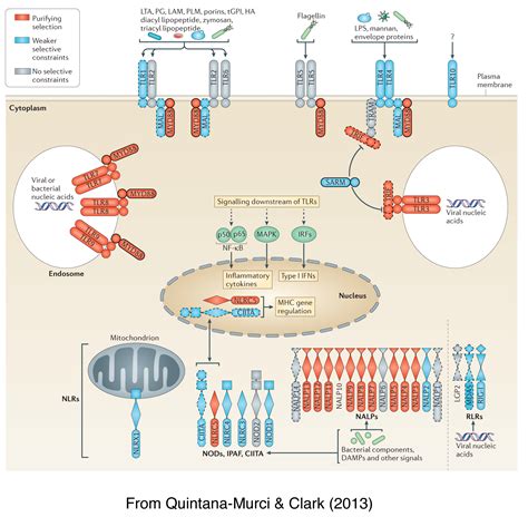 lluis quintana murci evolutionary genomics of innate immunity in