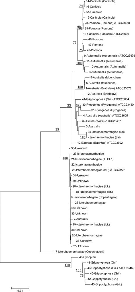 Phylogenetic Tree Constructed From Concatenated Sequences 2855 Bp Of