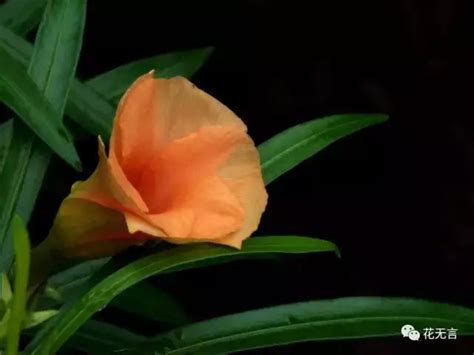 先學會用腦，後學會用劍——夾竹桃 每日頭條