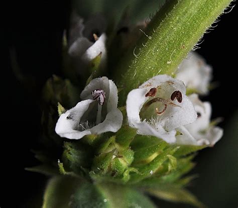 Lycopus Asper Flora Of Eastern Washington And Adjacent Idaho