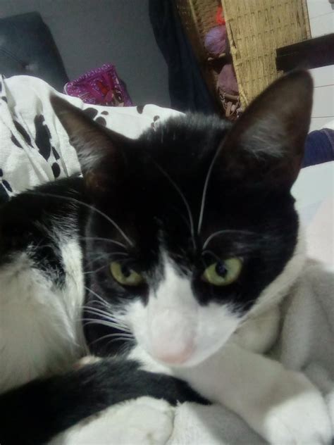 Gatitos 🖤🥰🥰 R Gatito