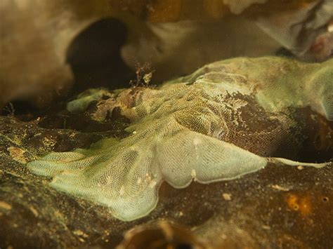 Bryozoans Bryozoa