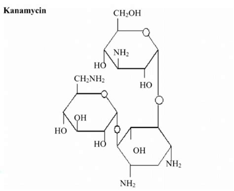 Kanamycin The Bacterial Buster Creative Diagnostics