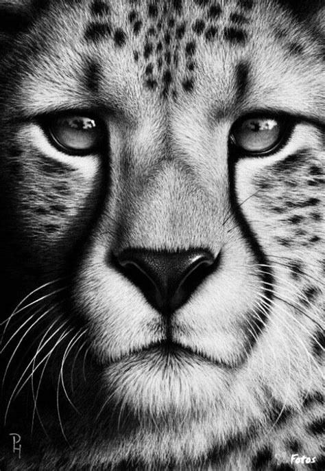 Realistic Pencil Drawing Of Cheetah