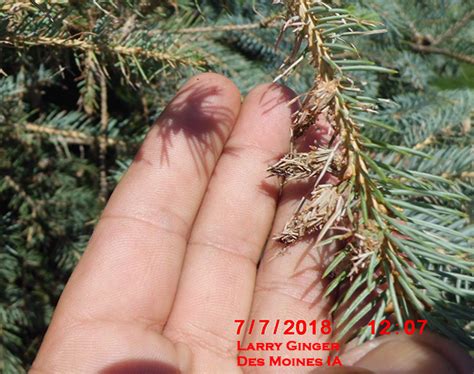 Bagworms Have Hatched Check Your Tree Now Yard And Garden