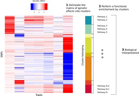 M2 Internship Detection Of Multivariate Genetic Effects And Their
