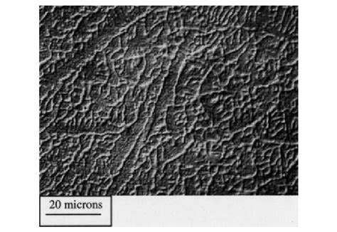 Large Dendrite Microstructure Power 1200 W Velocity 85 Mms Download Scientific Diagram