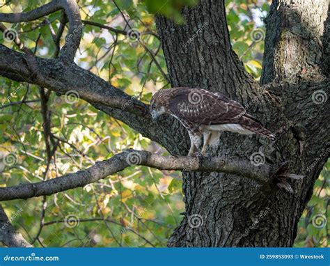 Closeup Shot Of A Red Tailed Hawk Perched On A Tree Branch In The