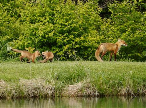 Premium Photo Mama Fox And Her Pups Out For Some Playtime In The Sun