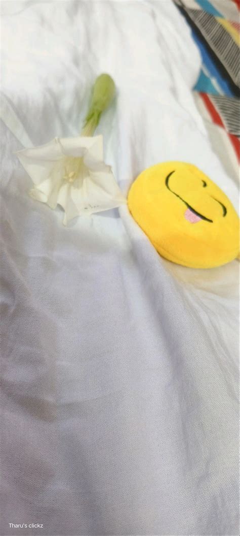 Tharini Kumar On Linkedin Found Thisdatura Metel During My Morning 🌅 Walk😋