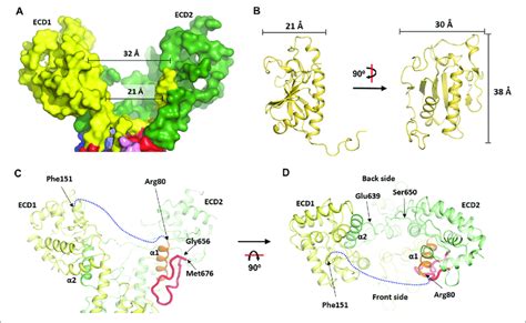 The Asymmetry Of The Extracellular Domain And The Conformational
