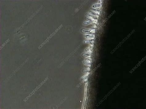 Clover Root Hairs Stock Video Clip K0032824 Science Photo Library Clover Root Hairs Stock Video Clip K0032824 Science Photo Library