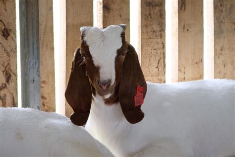 Pp Ranch เด็กชายเจคอบมอร์แกน อายุ 3 เดือนแล้วคร้าบ 🇿🇦