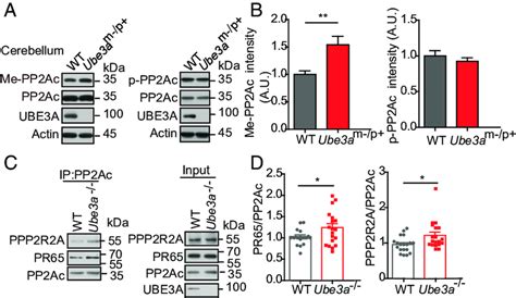 Fig S10a After Behavioral Testing We Used Golgi Staining To Examine