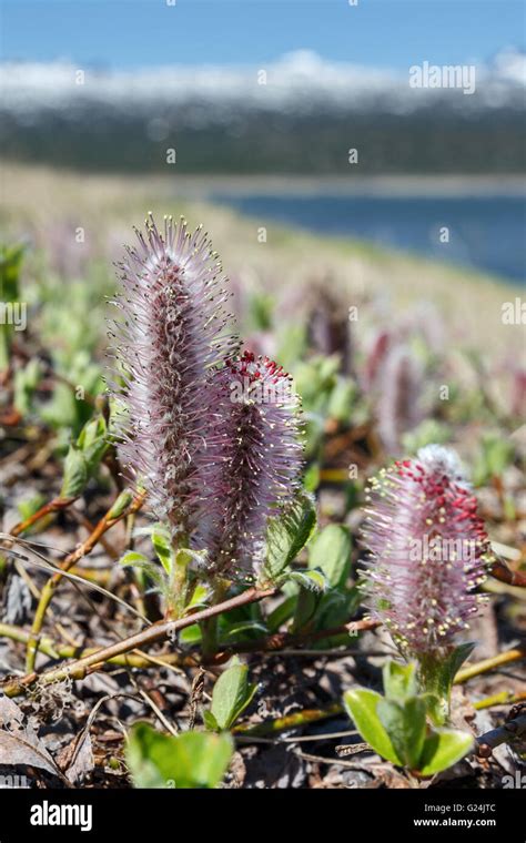 Arctic Willow Fun Facts At Callum Grenda Blog